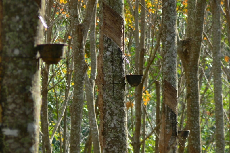 Rubber trees — AskNature