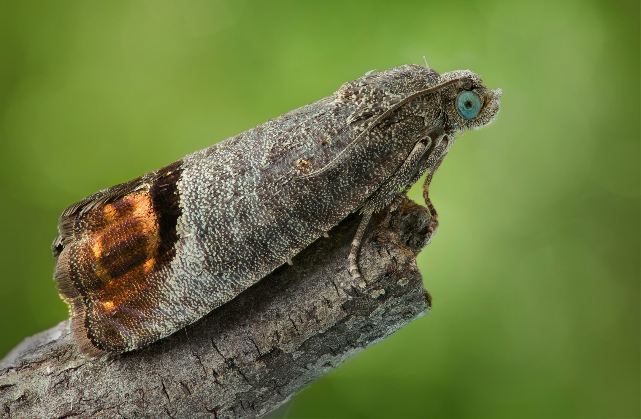 Moths Use Chemical Signals to Avoid Larvae Competition — Biological ...