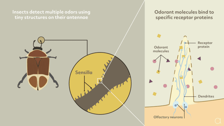 Insect Olfactory Receptors Allow for Precise Sensing — Biological Strategy — AskNature