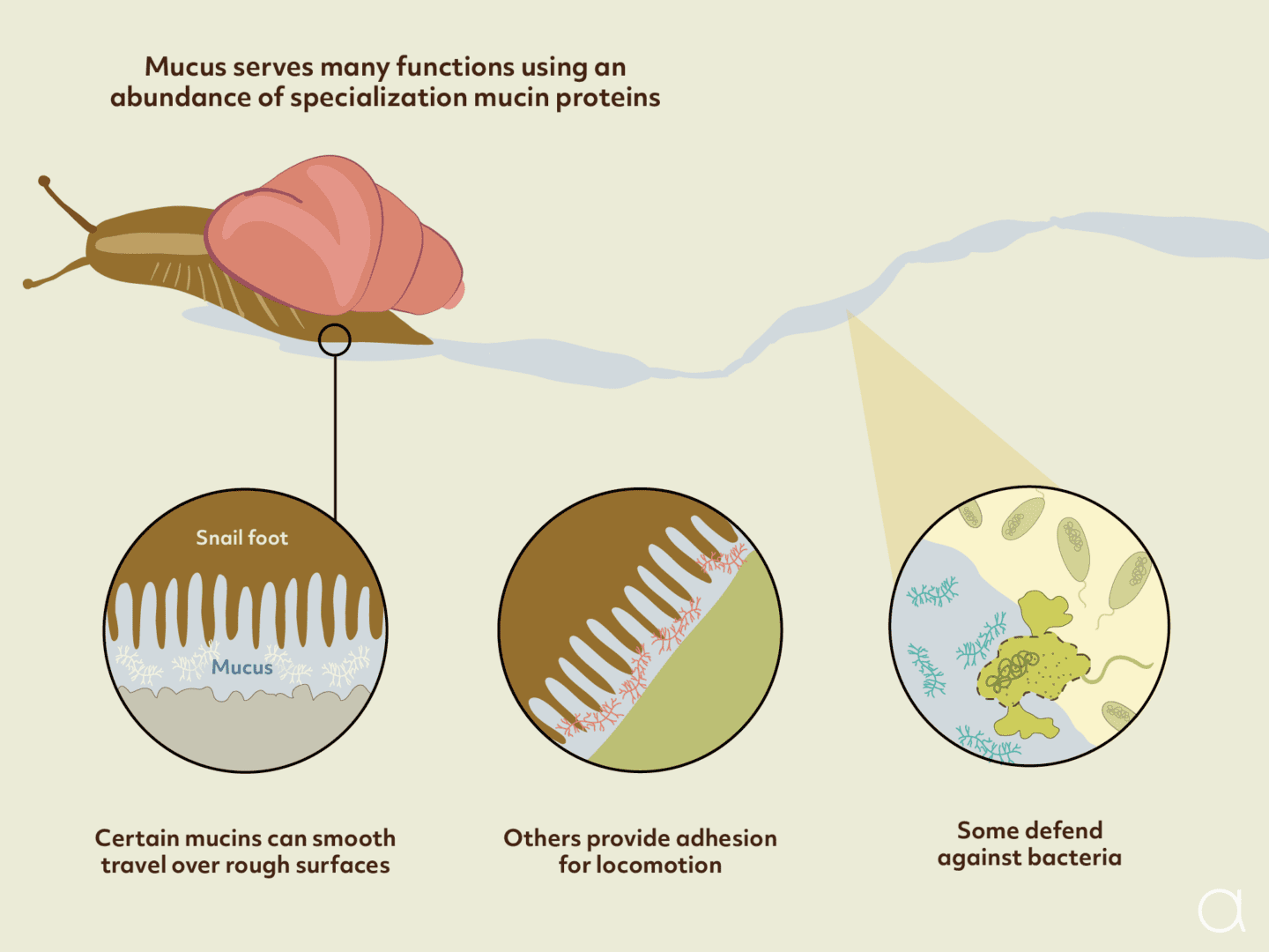Snail Mucins and Their Multifunctional Properties — Biological Strategy ...