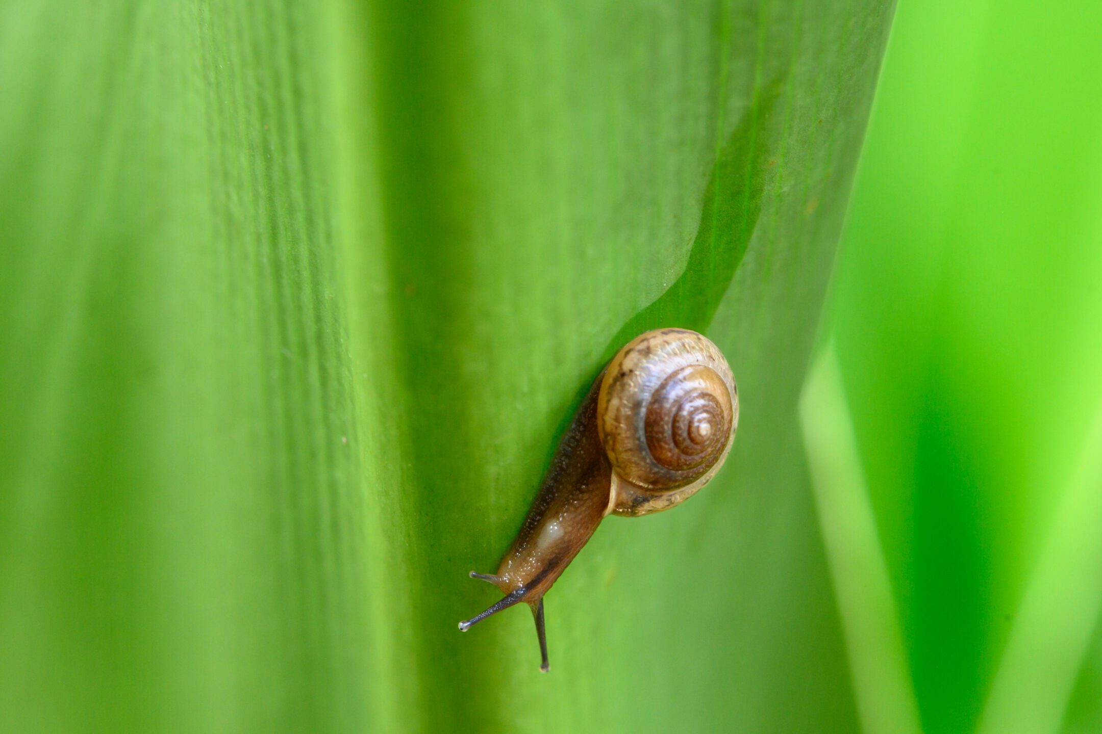 Snail Mucins and Their Multifunctional Properties — Biological Strategy ...