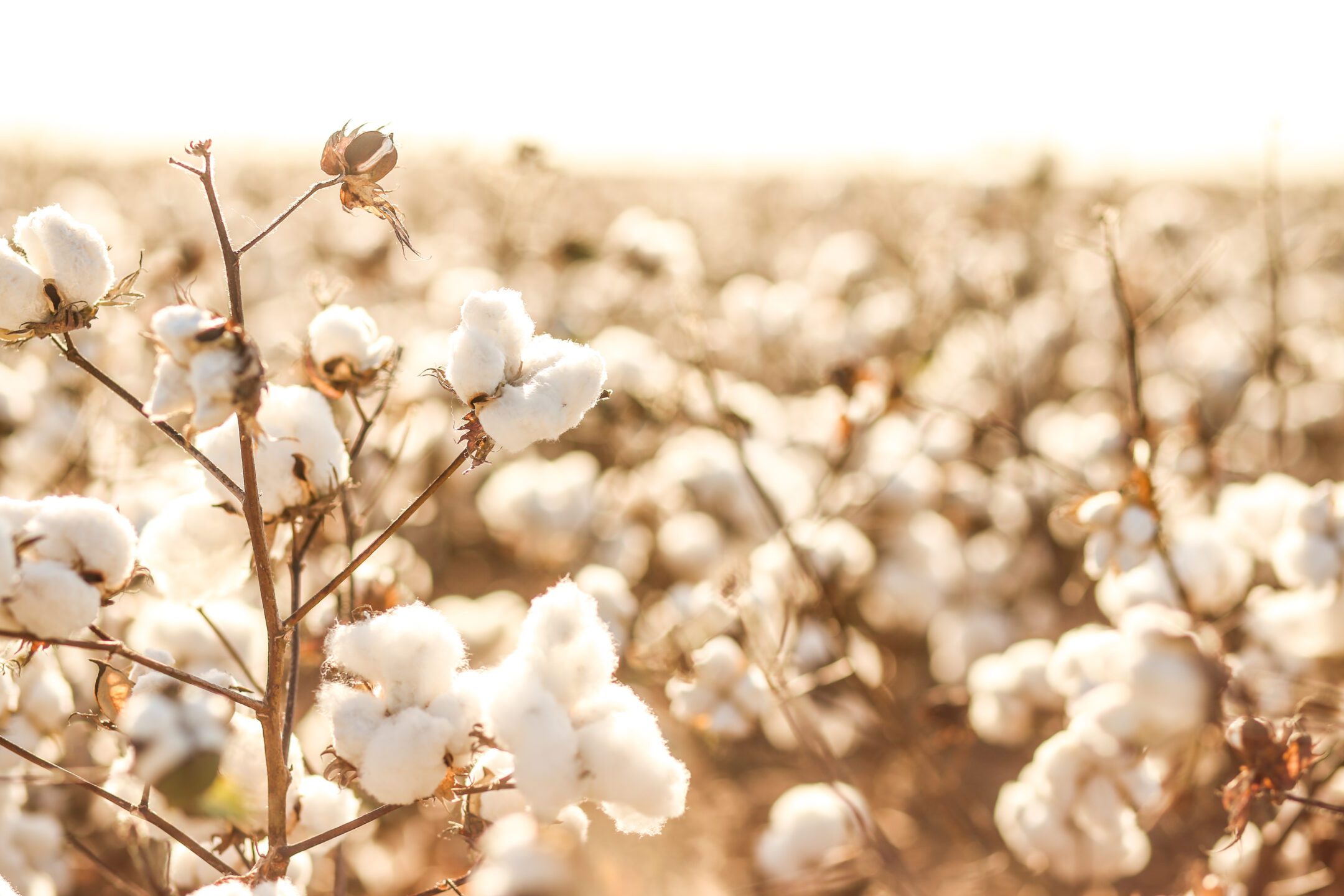 The Structure and Functional Versatility of Cotton — Biological ...