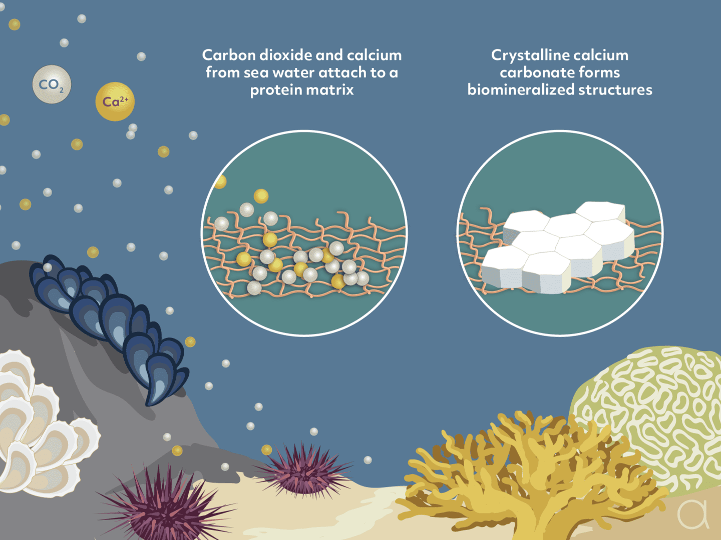 Marine Invertebrates Build Strong Skeletons — Biological Strategy ...