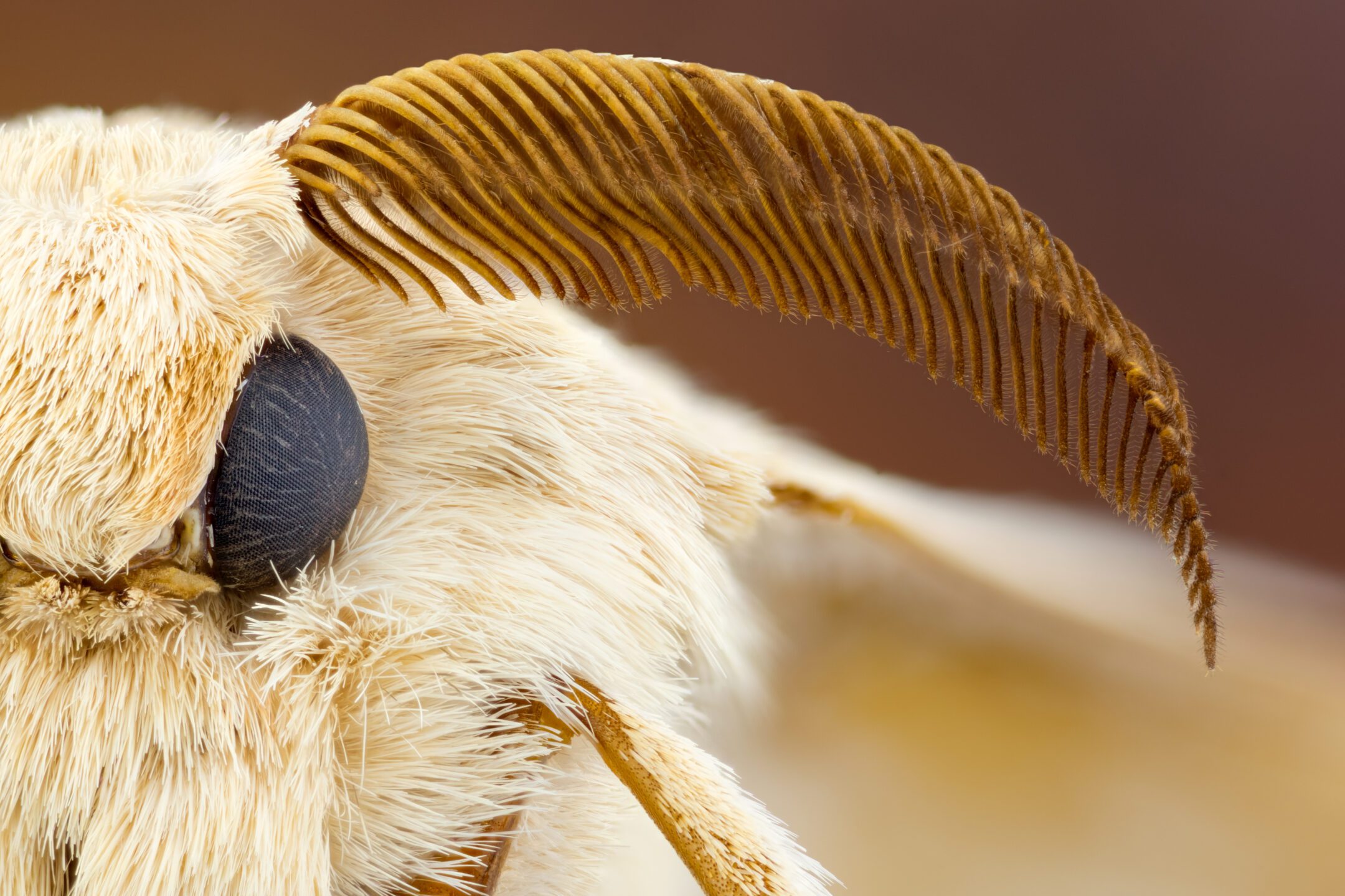 Insect Olfactory Receptors Allow for Precise Sensing — Biological ...