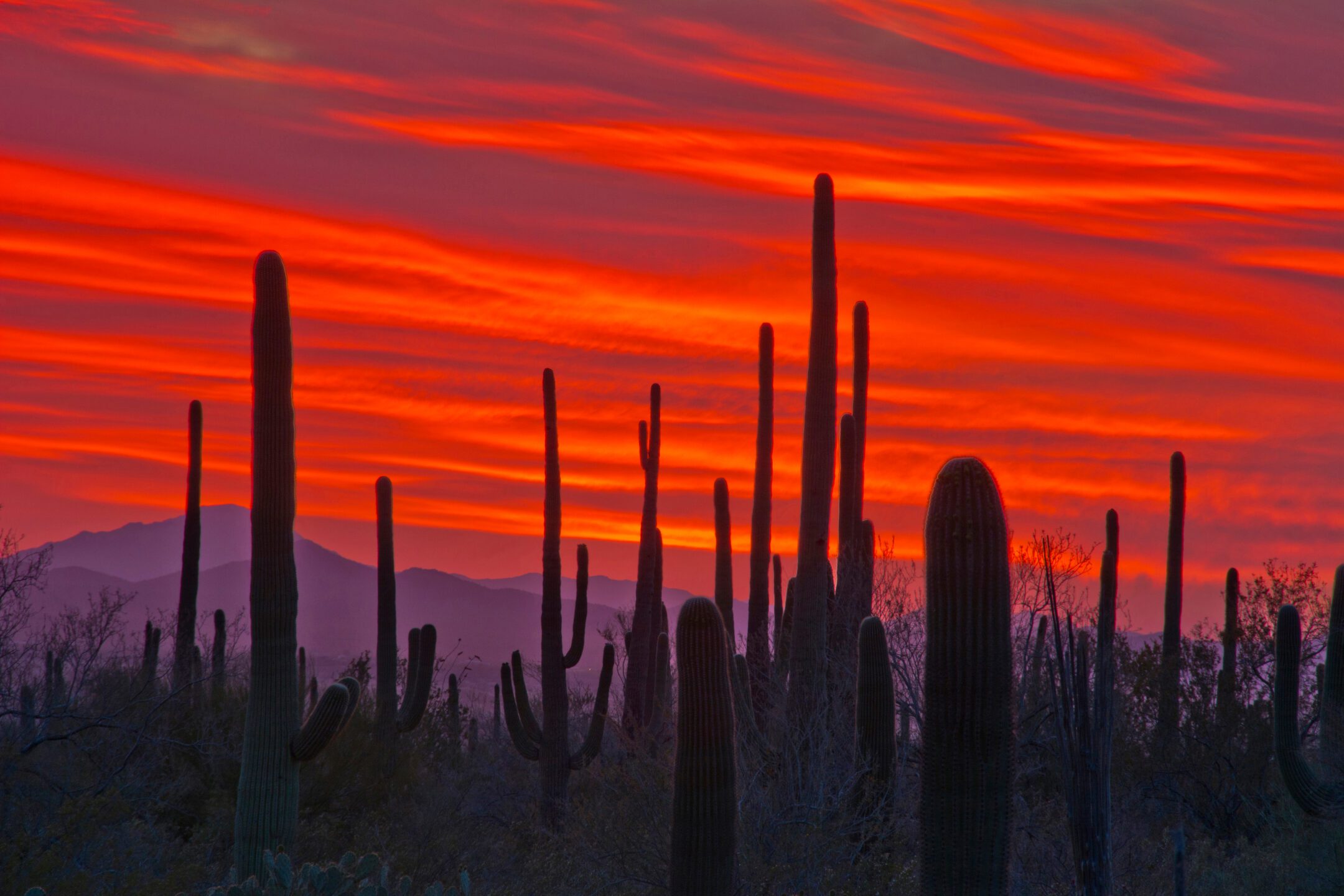Wild Ideas: The Biomimicry of Saguaro National Park — Collection ...