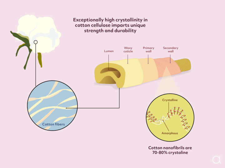 The Structure and Functional Versatility of Cotton — Biological ...