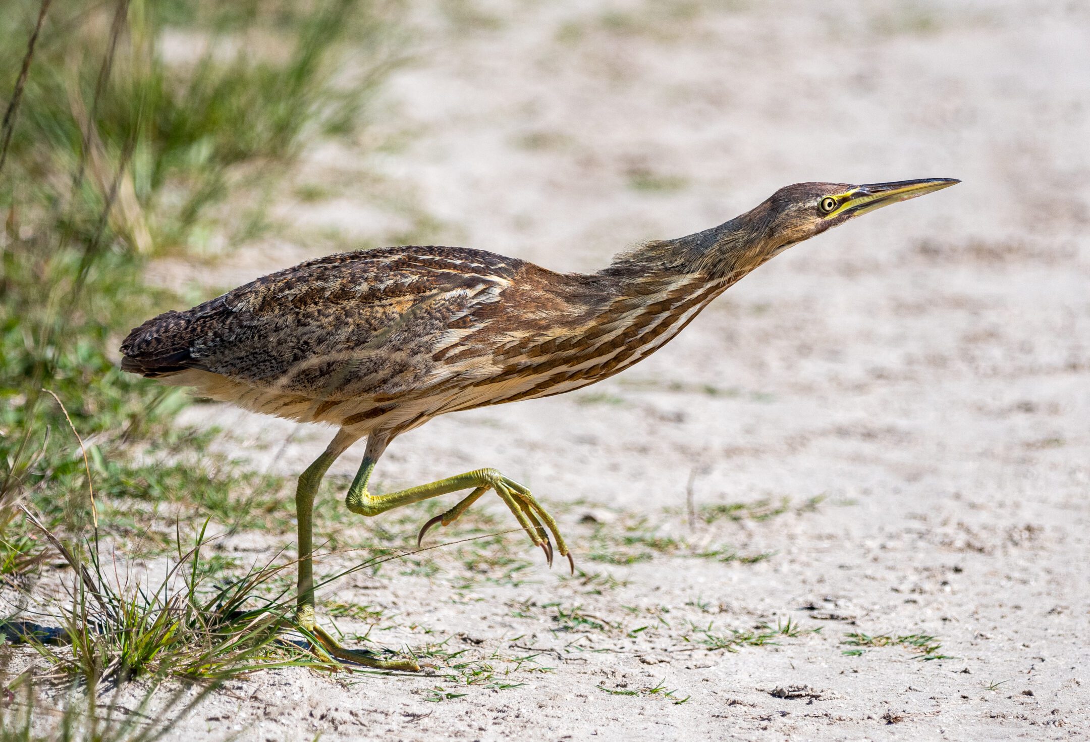 The Secrets of Powder Down Feathers — Biological Strategy — AskNature