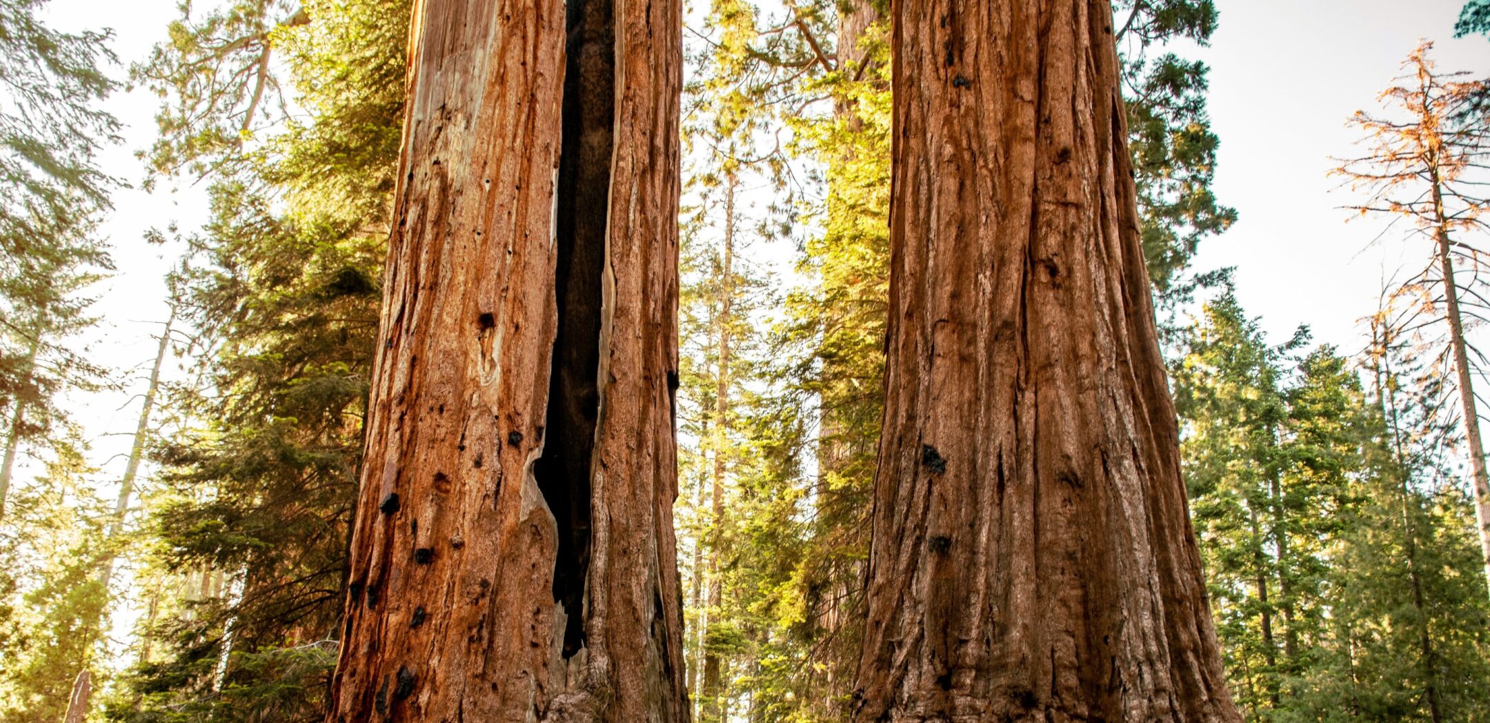 Giant Sequoia Bark Shields Trees From Flames — Biological Strategy ...