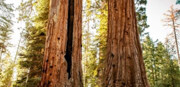 How Does Nature Harness the Creative Destruction of Fire? — Collection ...
