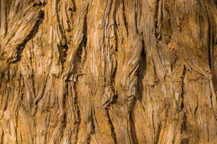Giant Sequoia Bark Shields Trees From Flames — Biological Strategy ...