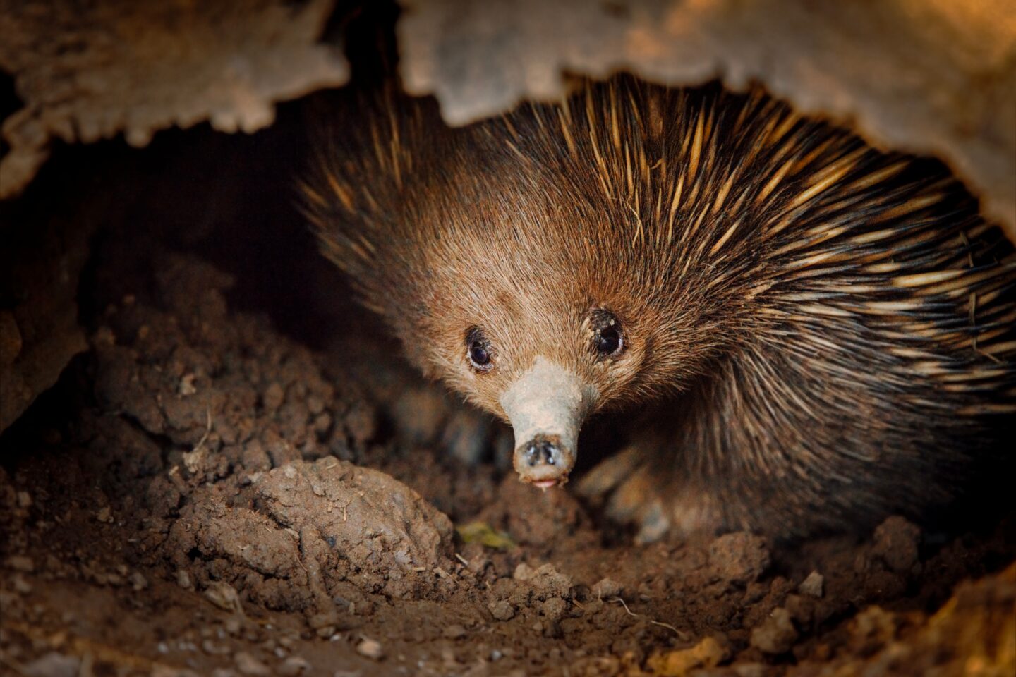 Cool Under Fire: How Echidnas Use Torpor to Survive Wildfires ...