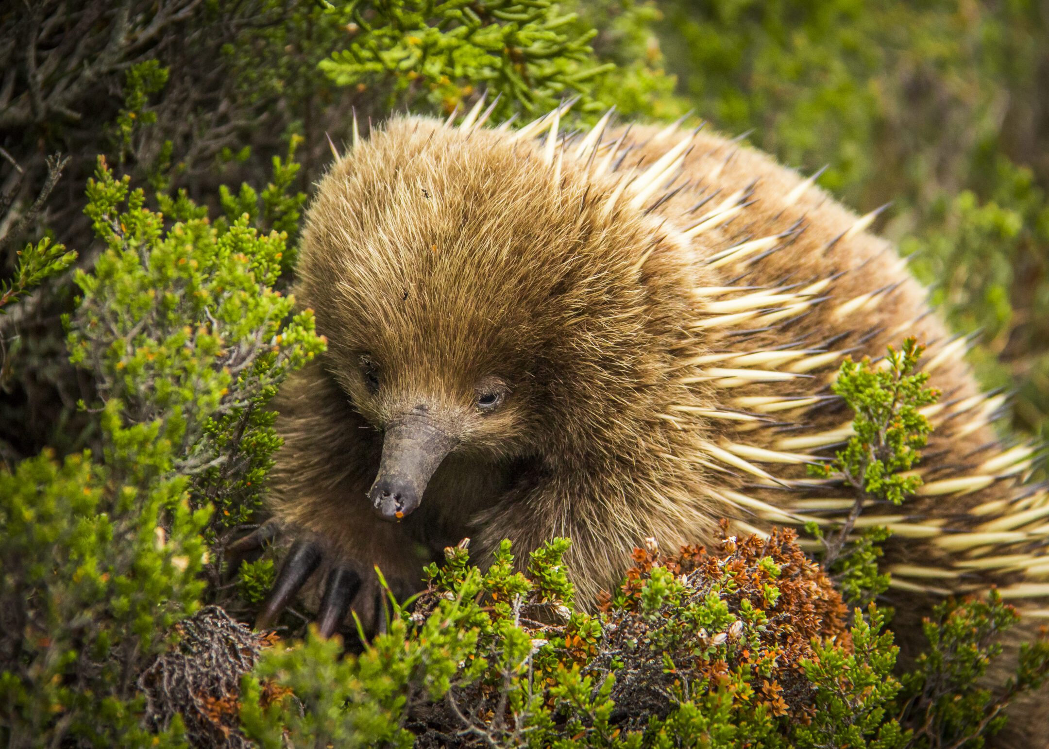 Cool Under Fire: How Echidnas Use Torpor to Survive Wildfires ...