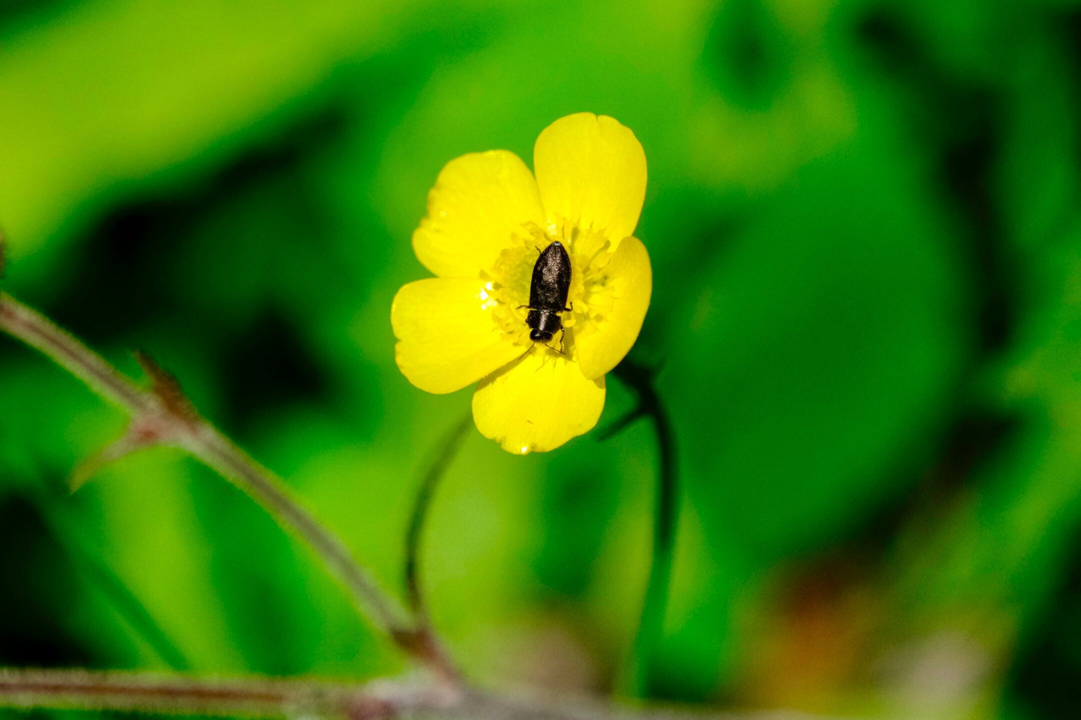 Drawn to Flame: Fire Beetles Sense and Seek Out Wildfire — Biological ...