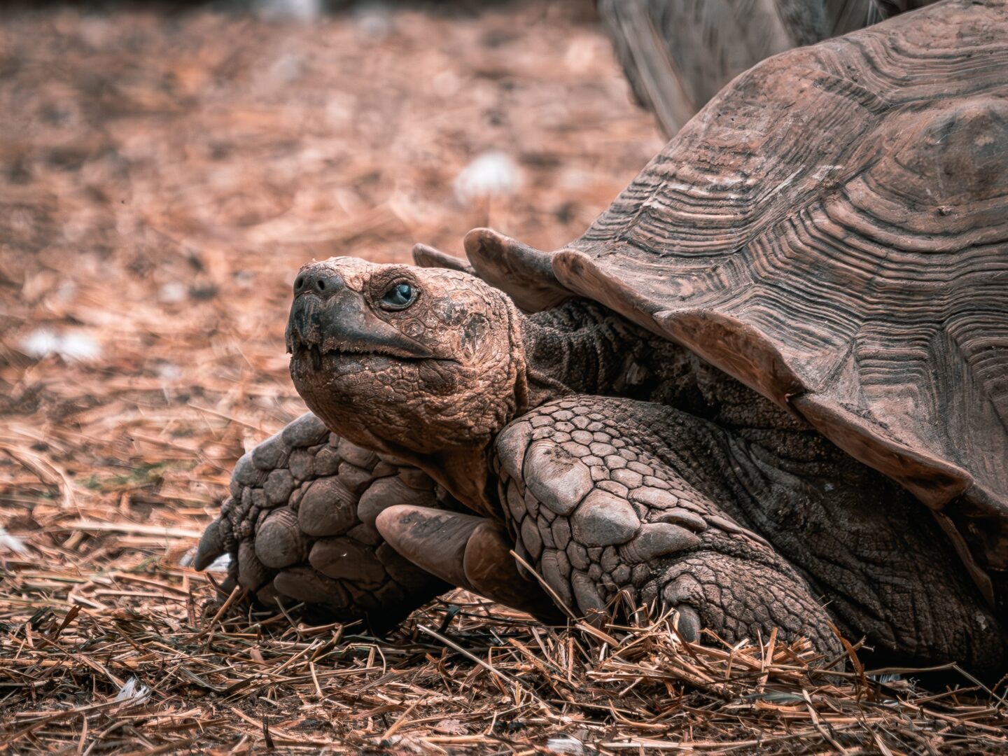 Gopher Tortoise Burrows Create Fireproof Havens — Biological Strategy ...