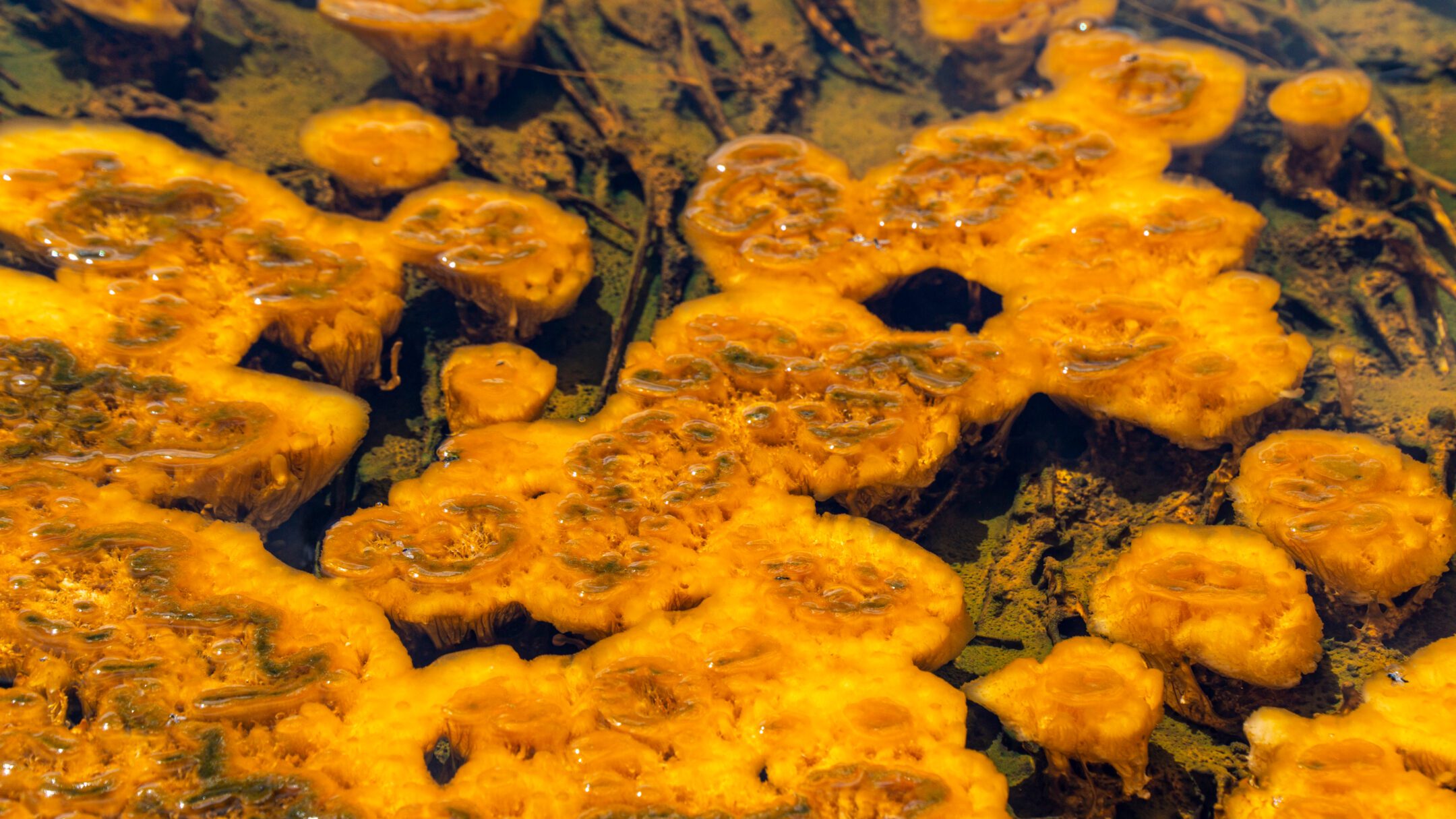 Microbes Stabilize Life at the Edge of Fire — Biological Strategy ...