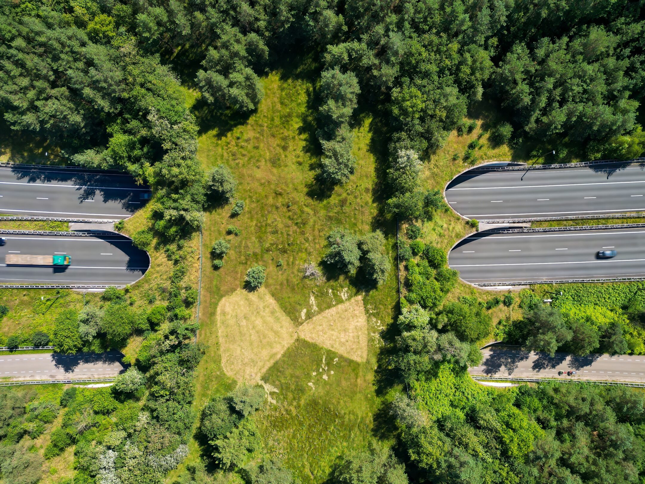 How Does Nature Harness the Creative Destruction of Fire? — Collection ...