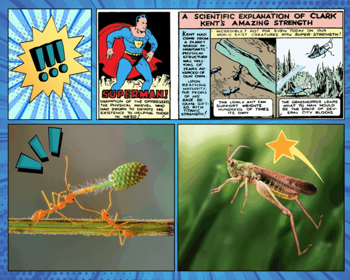 Scale and Exoskeleton Give Ants Super Strength — Biological Strategy ...