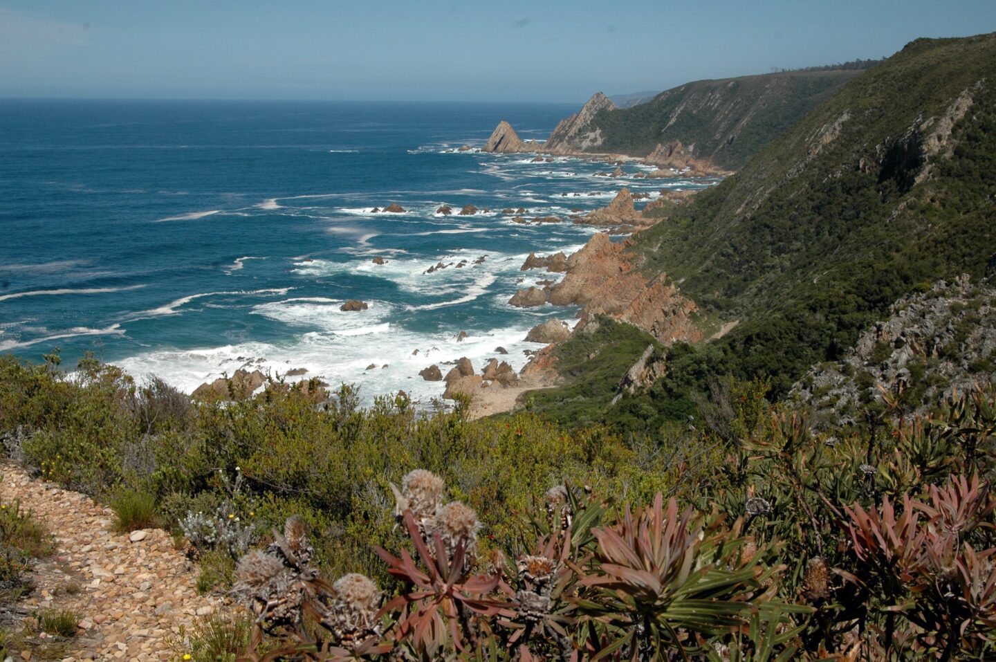 How Life Creates a Land: Wind, Fire, and Fynbos — Collection — AskNature