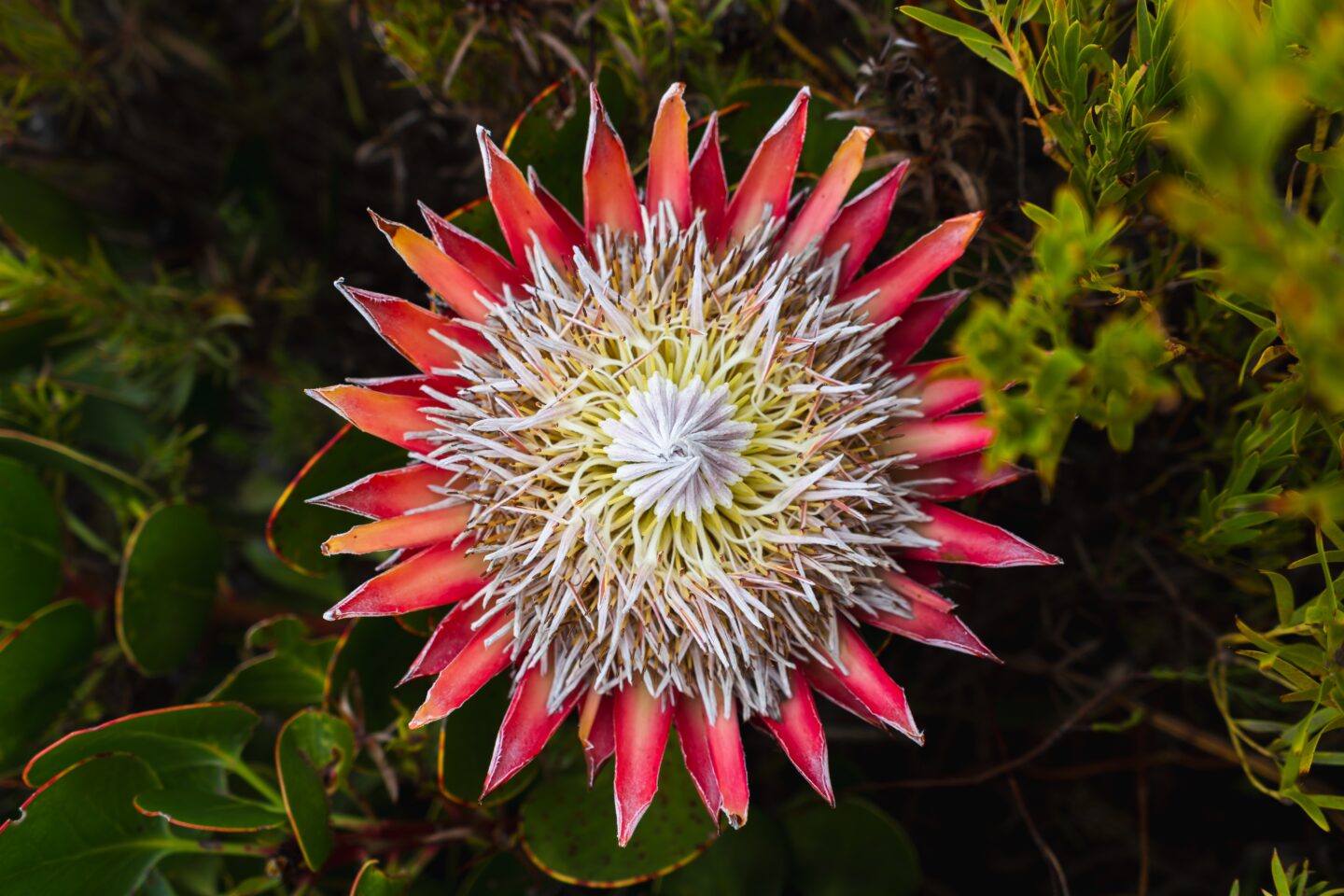 How Life Creates a Land: Wind, Fire, and Fynbos — Collection — AskNature