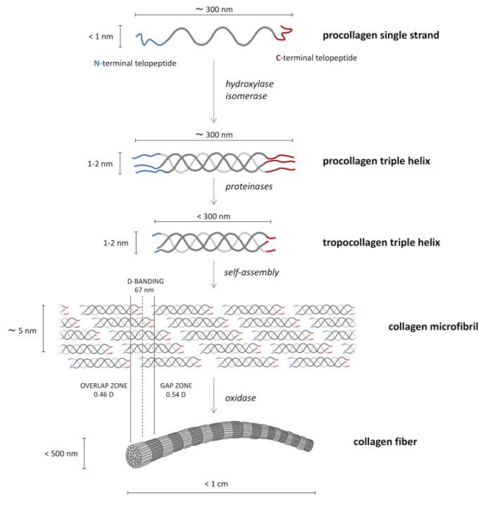 Structural Flexibility Through Hierarchical Fiber Design in Skin ...