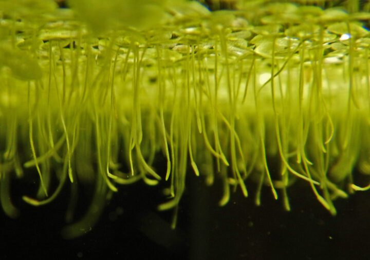 Duckweed Adsorbs Microplastics Using Surface Adhesion — Biological ...