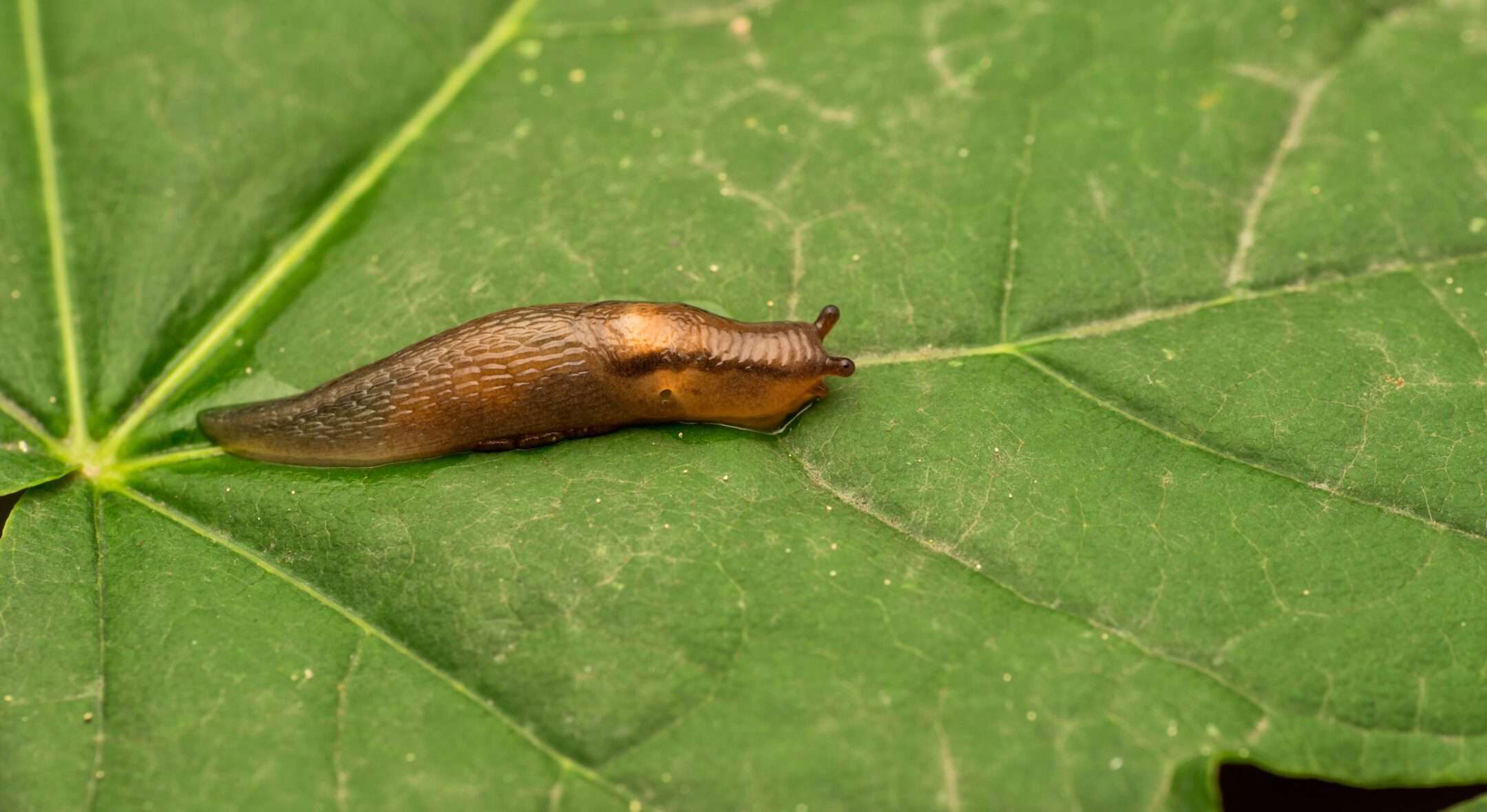 Slugs Quickly Form Tough, Sticky Hydrogel — Biological Strategy — AskNature