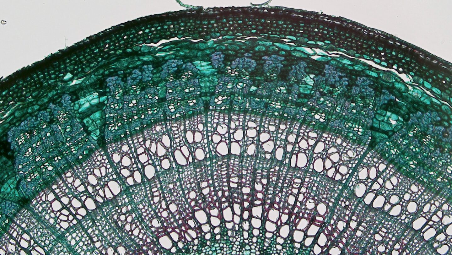 Trees Build Wood in Layers of Highly Fibrous Cells — Biological ...