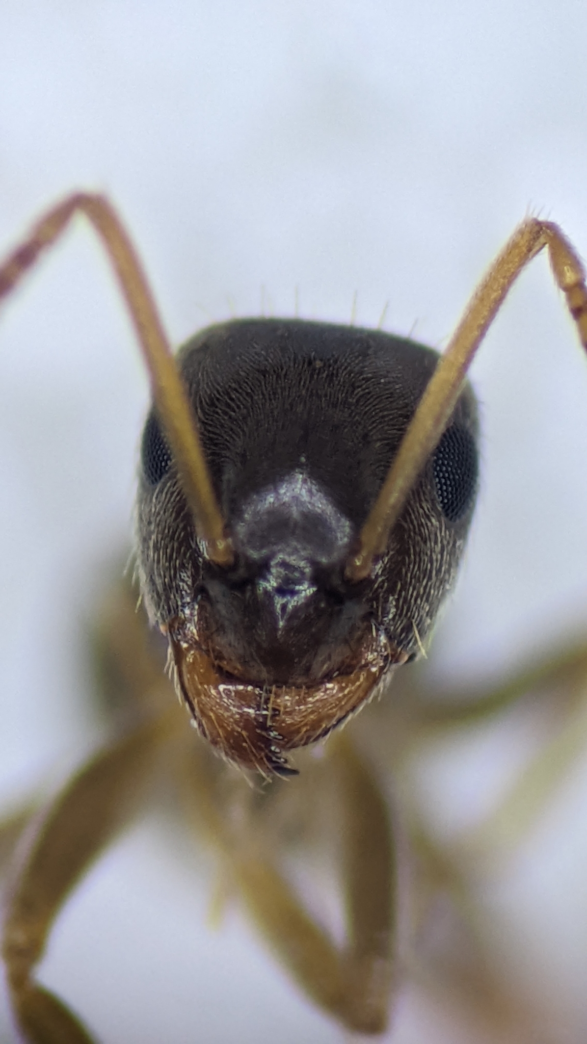 The Infected Ant Pupae’s Altruistic Chemical Signal — Biological ...