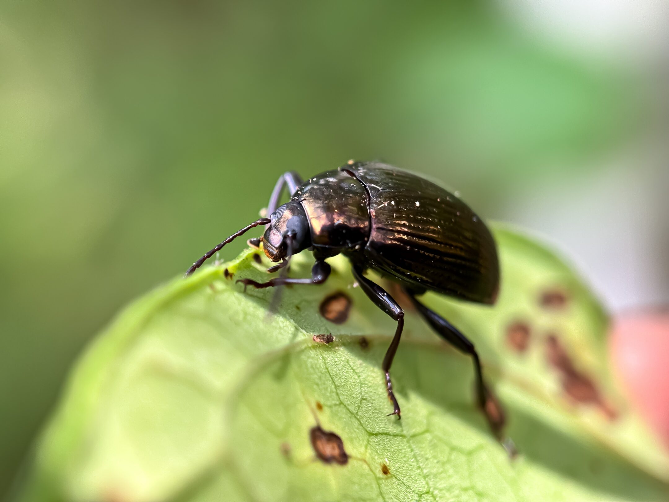 Strong Mandible Breaks Down Styrofoam For Decomposition — Biological ...