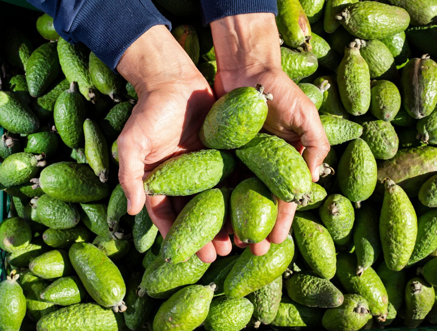 Innovation inspirée par la nature — AskNature